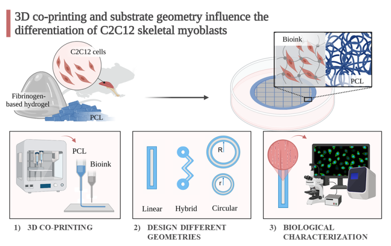 3D Co-Printing and Substrate Geometry Influence the Differentiation of C2C12 Skeletal Myoblasts ...