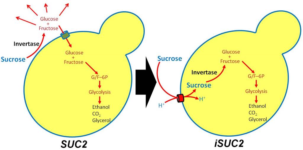 Comparative Genomic Analysis and Phenotypic Characterization of ...