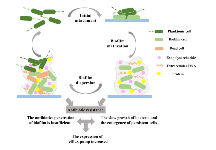 Bacterial Biofilm Formation on Biomaterials and Approaches to Its ...
