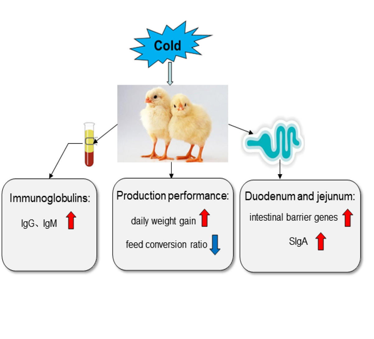 Intermittent and Mild Cold Stimulation Maintains the Immune Function ...