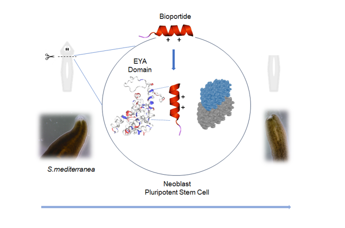 Stem Cell Bioengineering with Bioportides: Inhibition of Planarian Head ...