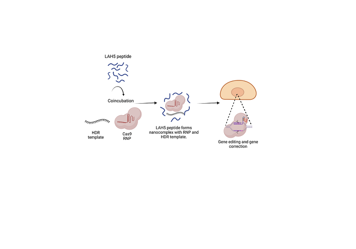 An Amphipathic Cell-Penetrating Peptide-Aided Delivery of Cas9 RNP for ...