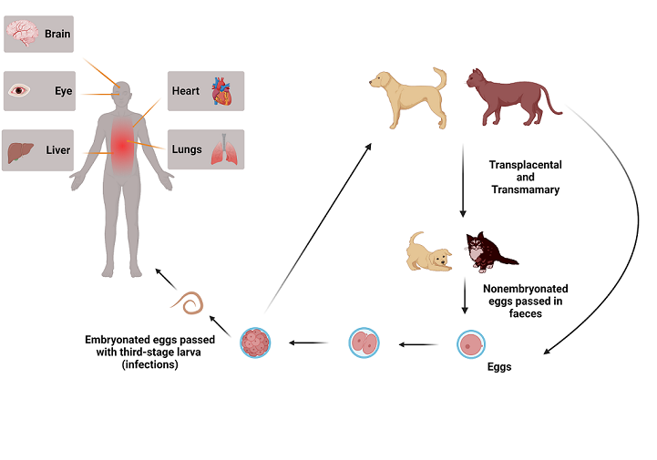 Who Let the Dogs Out ? Unmasking the Neglected : A Com-prehensive ...