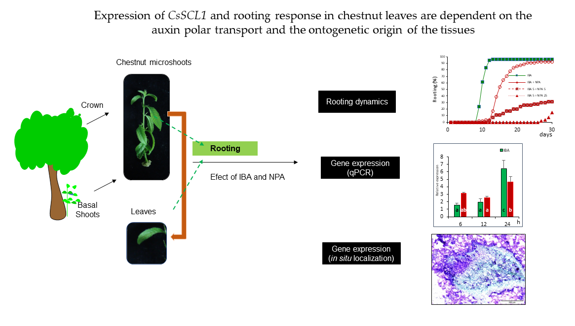Expression of CsSCL1 and Rooting Response in Chestnut Leaves are ...
