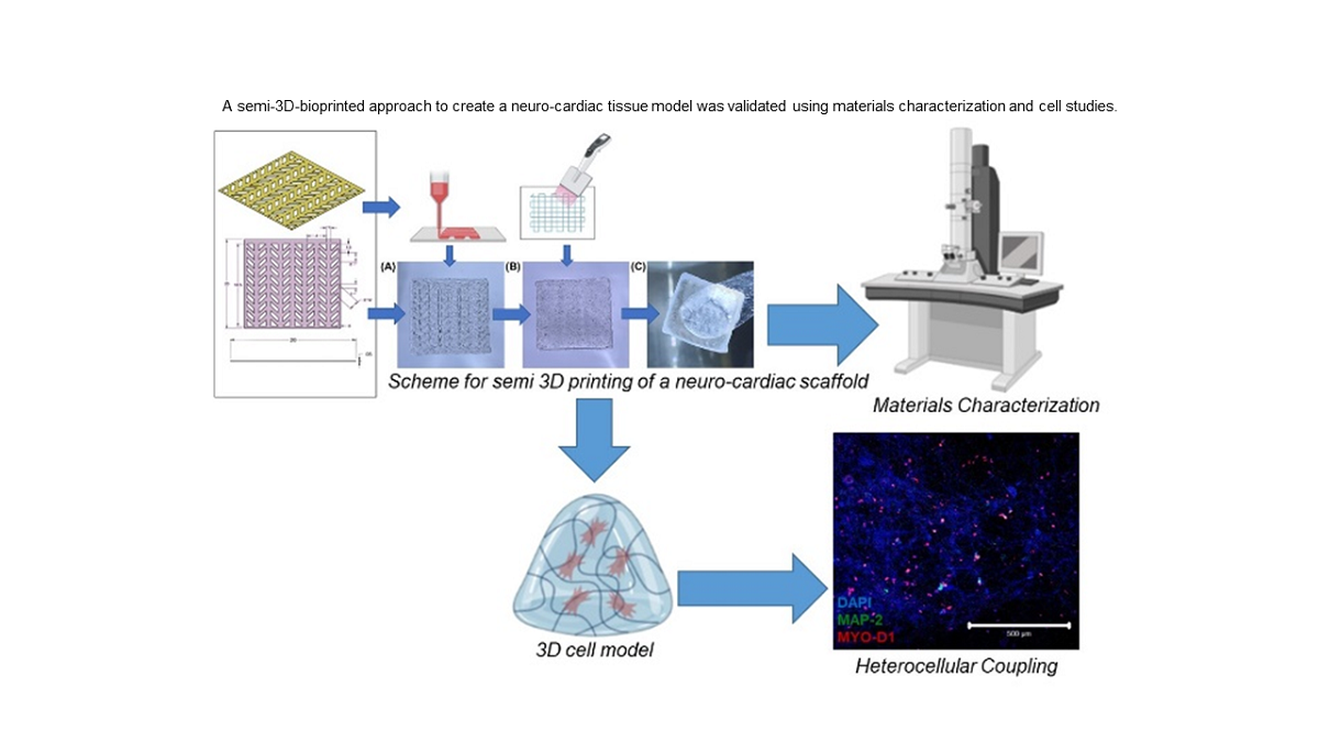 A Semi – Three Dimensional (3D) Bioprinted Neurocardiac System for ...
