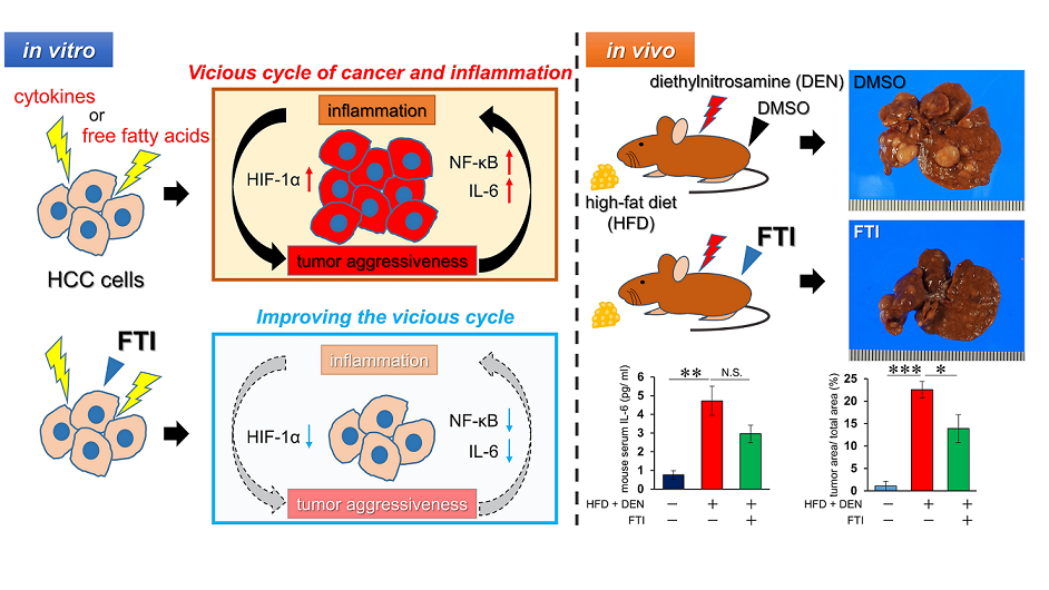 Suppression of NASH-Related HCC by Farnesyltransferase Inhibitor ...