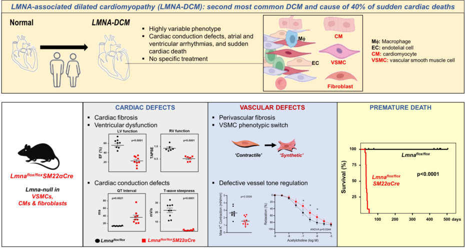 Lamin A/C Ablation in Vascular Smooth Muscle Cells, Cardiomyocytes, and ...
