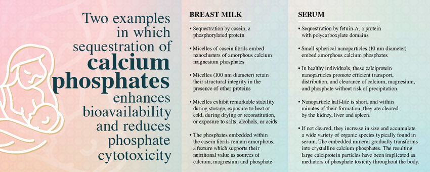 Physiological Calcium Phosphate Management in Two Biofluids[v1 ...