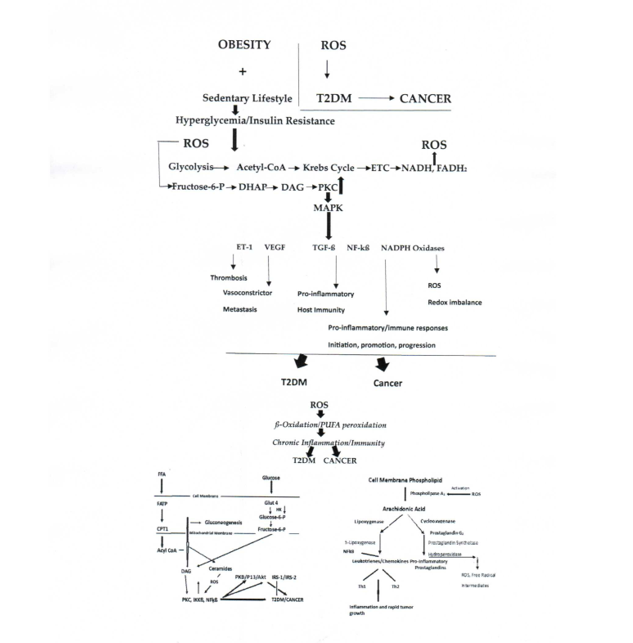 Oxidative Stress and ROS Linking Diabetes and Cancer[v1] | Preprints.org