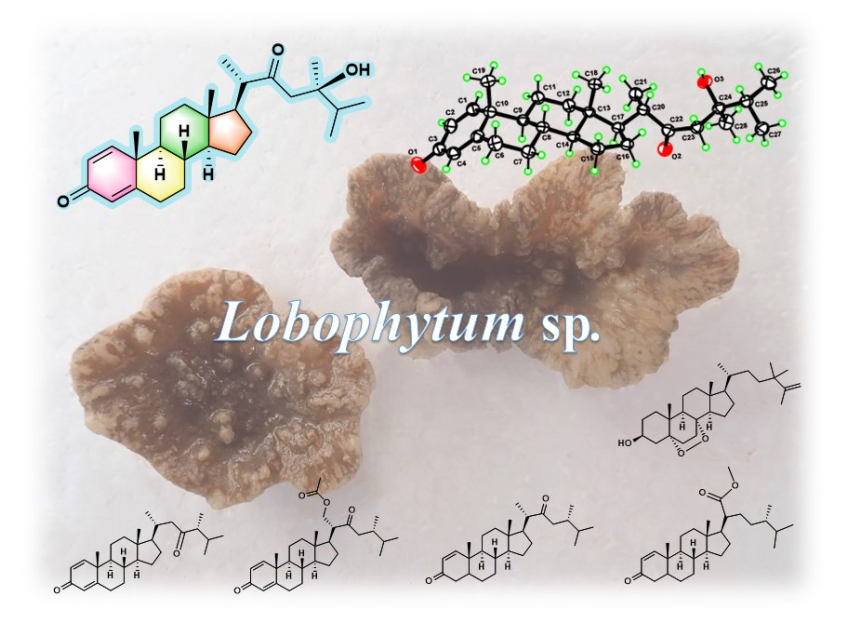 Lobosteroids A–F, six new highly oxidized steroids from the Chinese ...