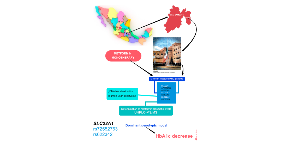 Impact of SLC22A1 Variants rs622342 and rs72552763 on HbA1c and ...