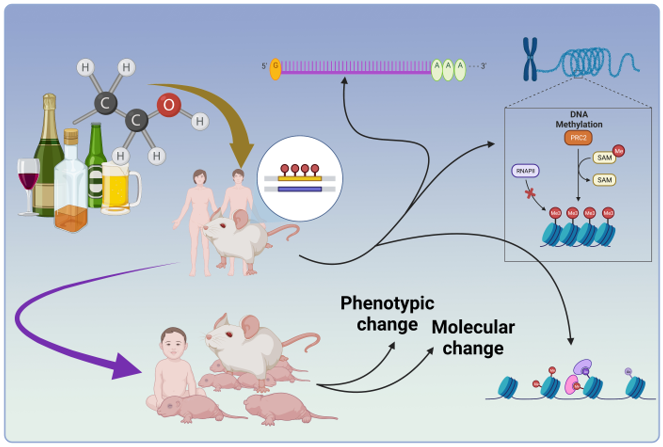 Alcohol: Epigenome Alteration and Transgenerational Effect[v1 ...