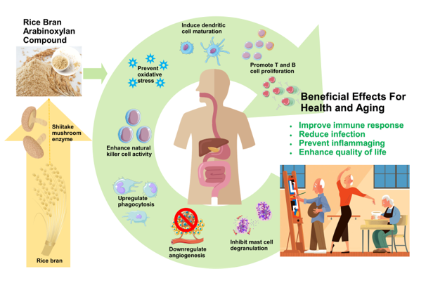 Modified Rice Bran Arabinoxylan by Lentinus Edodes Mycelial Enzyme as ...