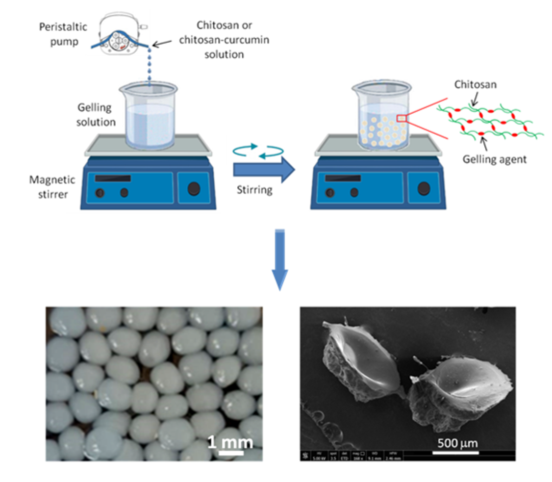 Effect of Cross‐Linking Agent on Curcumin Release from Chitosan‐Based ...