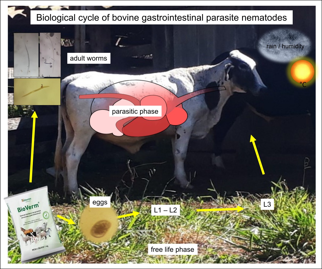 Bioverm® (Duddingtonia flagrans) Compared to the Association of ...