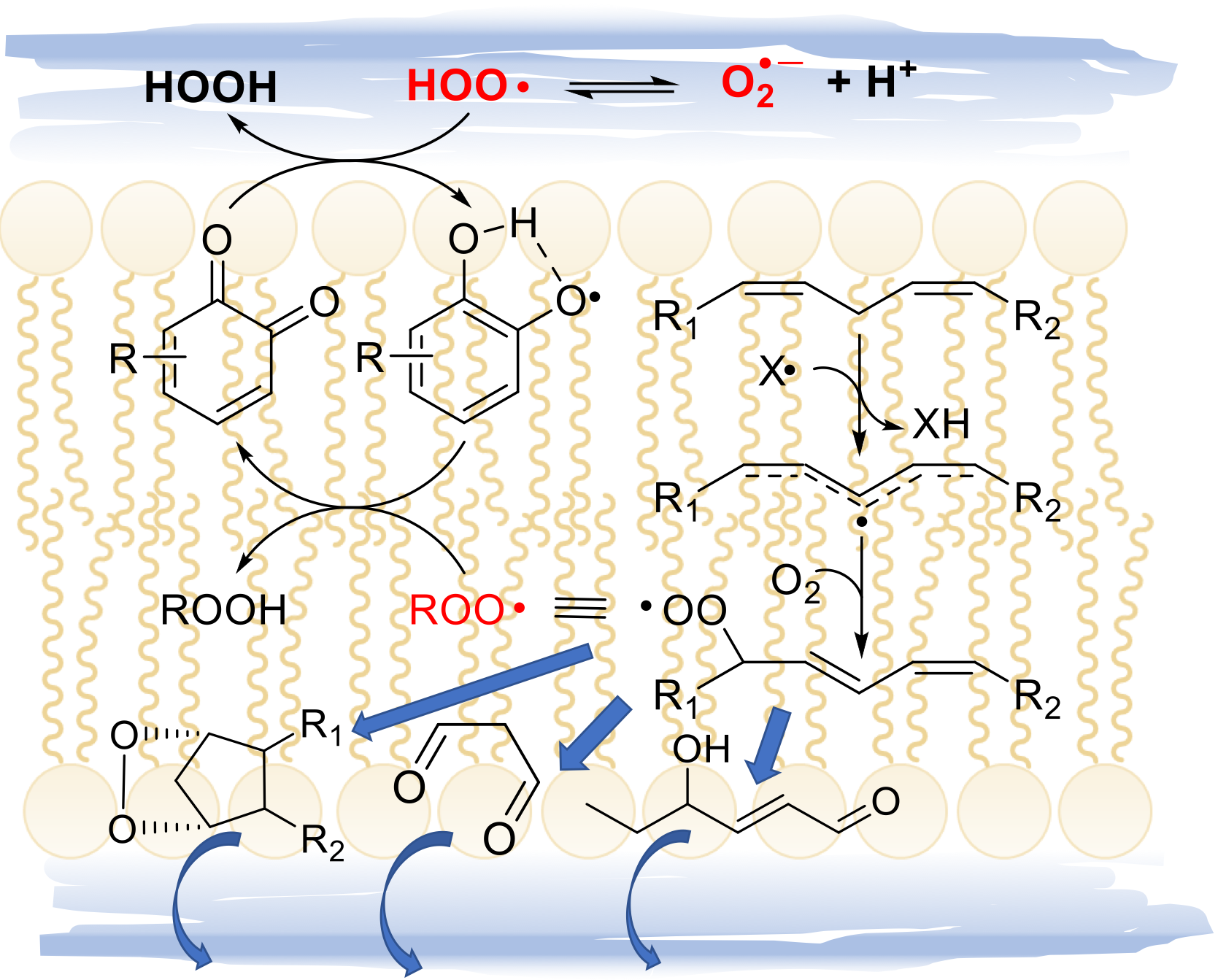 Lipid Peroxidation and Antioxidant Protection[v1] | Preprints.org