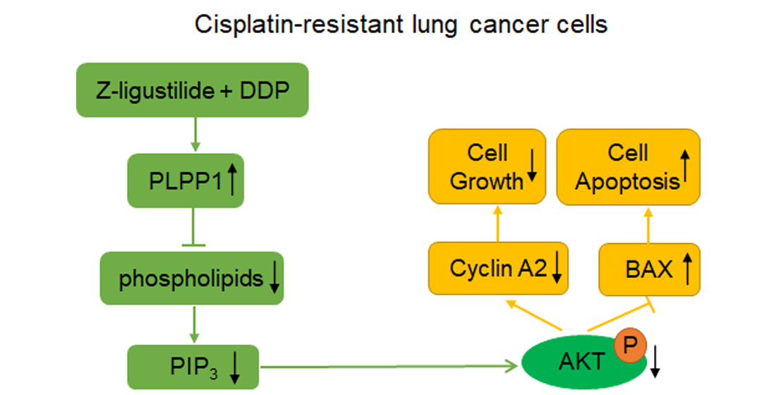 Z-Ligustilide Combined with Cisplatin Reduces PLPP1-Mediated ...