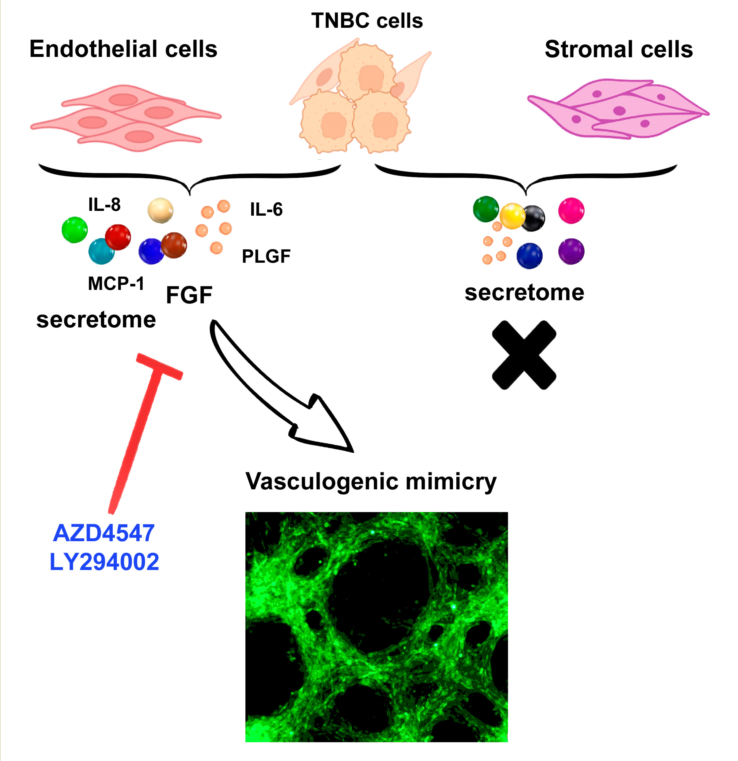 The Inhibition of FGFR/PI3K/Akt Axis by AZD4547 Disrupts the Proangiogenic Microenvironment and ...