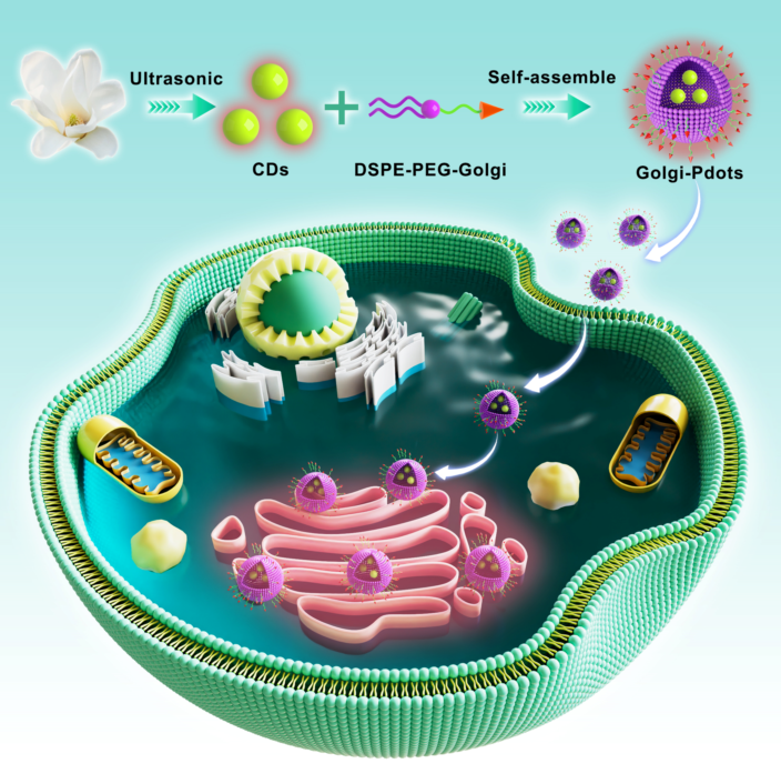 Preparation of Golgi Apparatus-Targeted Polymer Dots Encapsulated with ...