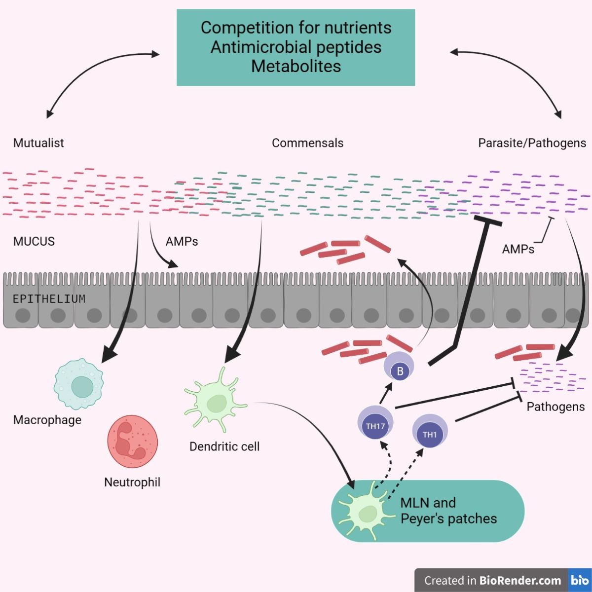 Unraveling the Interplay: Intestinal Parasites and Gut Microbiome in ...