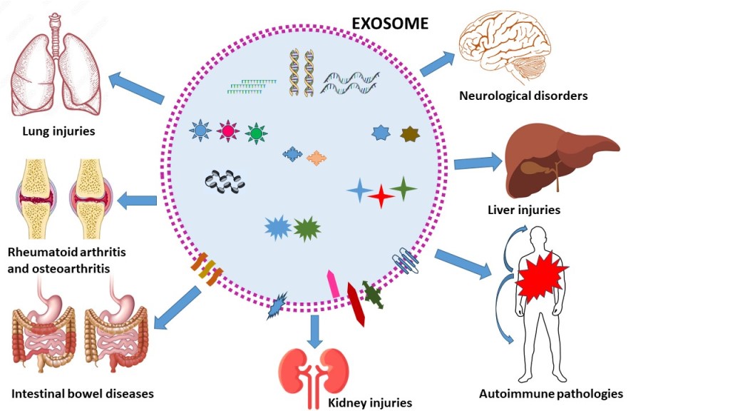 Exosomes: Potential Next-Generation Nanocarriers for the Therapy of ...