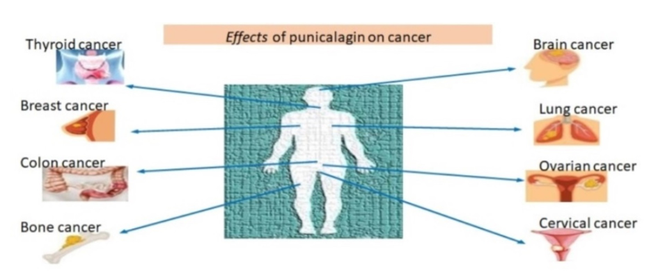 Anti-Cancer and Anti-Diabetics Potentials of Punicalagin Derivatives ...