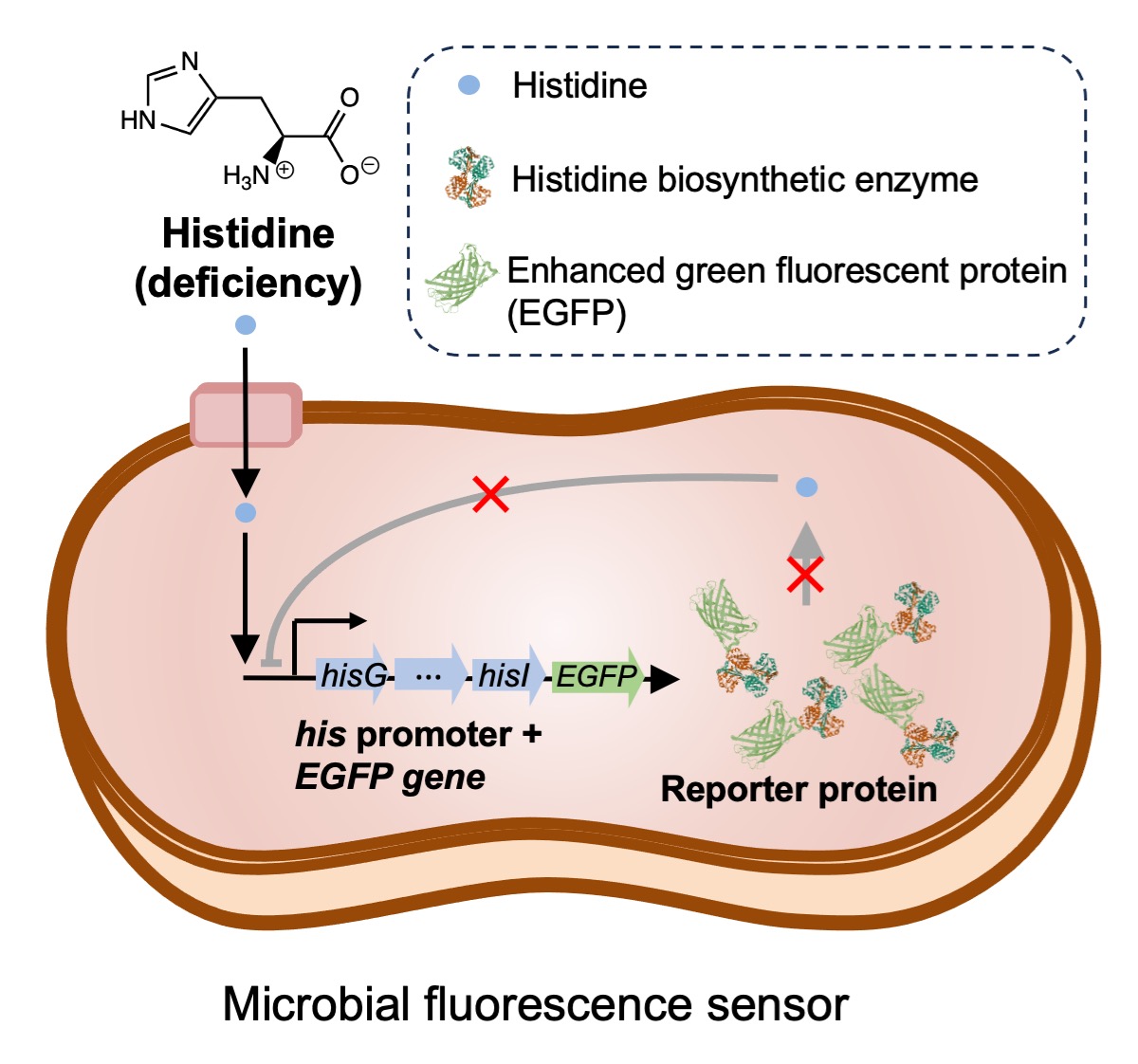 Illuminating Histidine-Deficient Intracellular Environments: A Novel ...