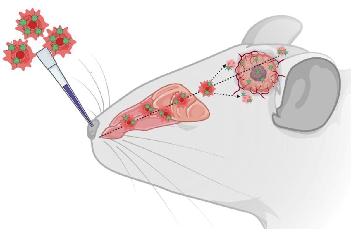 Intranasal Delivery of the Oncolytic Adenovirus XVir-N-31 via Optimized ...
