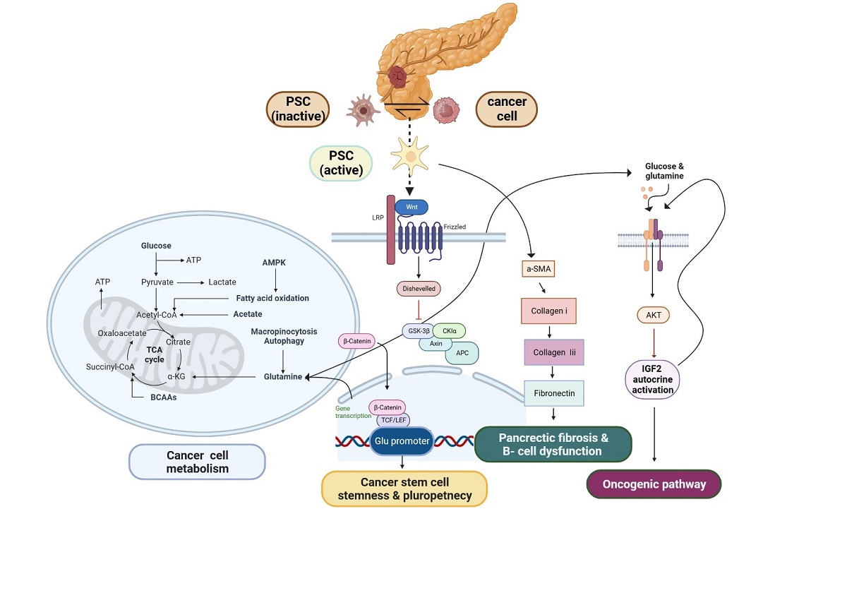 Therapeutic Strategies for Pancreatic Ductal Adenocarcinoma Are ...