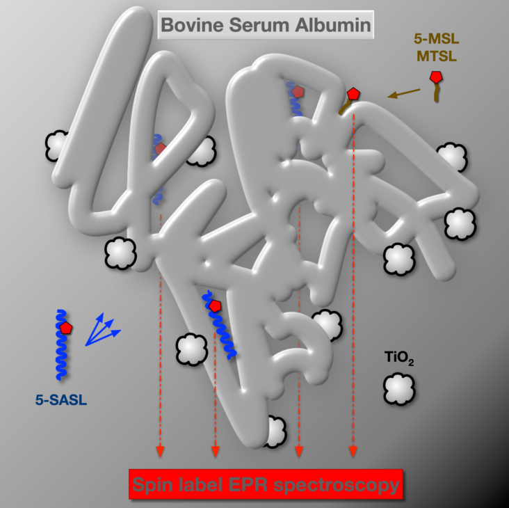 Spin Label Electron Paramagnetic Resonance Spectroscopy Reveals Effects ...