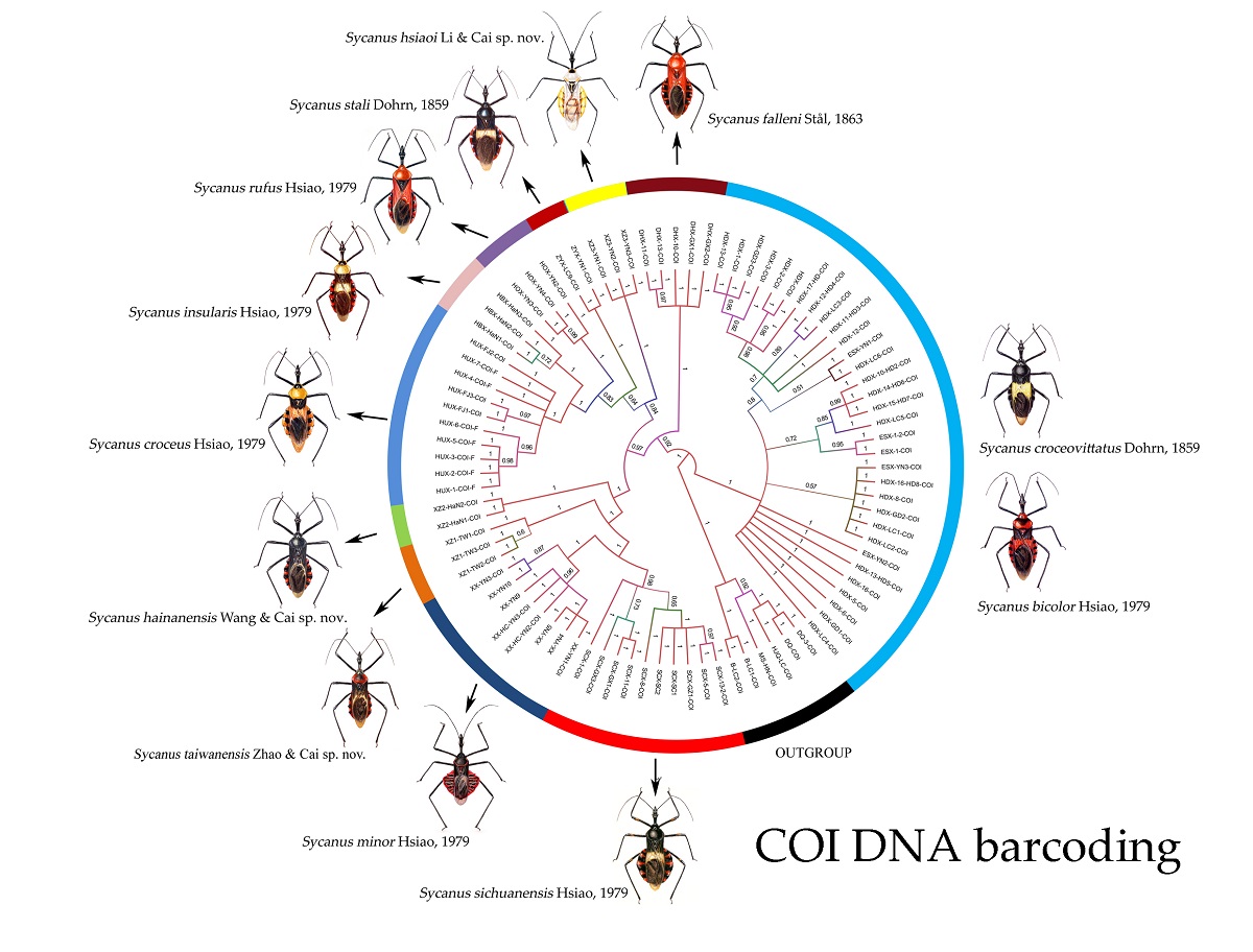Revision of the Genus Sycanus Amyot & Serville, 1843 (Heteroptera ...