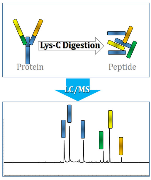 Expanding the Analytical Toolbox: Developing New Peptide Map Methods to ...