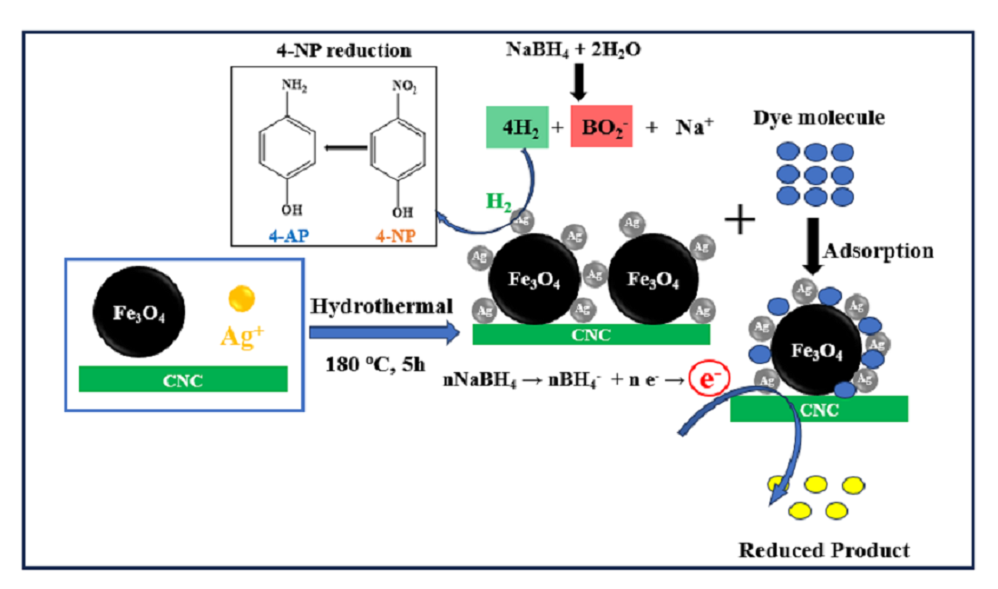 Facile Hydrothermal Synthesis of Ag/Fe3O4/Cellulose Nanocrystals ...