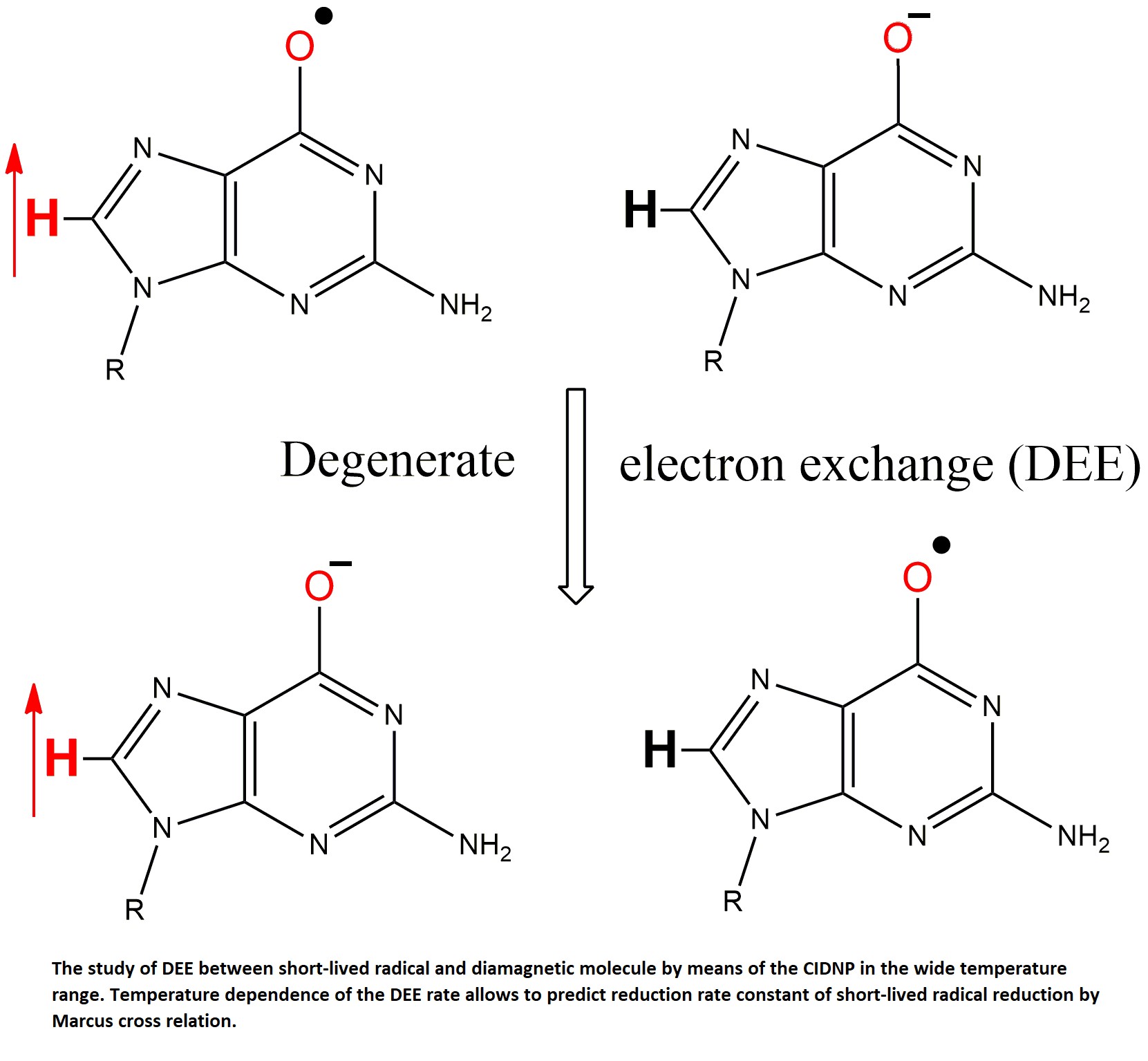 Marcus Cross-Relationship Probed by Time-Resolved CIDNP[v1] | Preprints.org