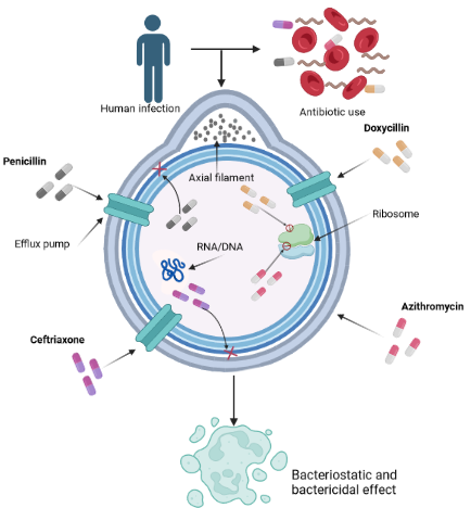 Advancing Syphilis Research: Exploring New Frontiers in Immunology and ...