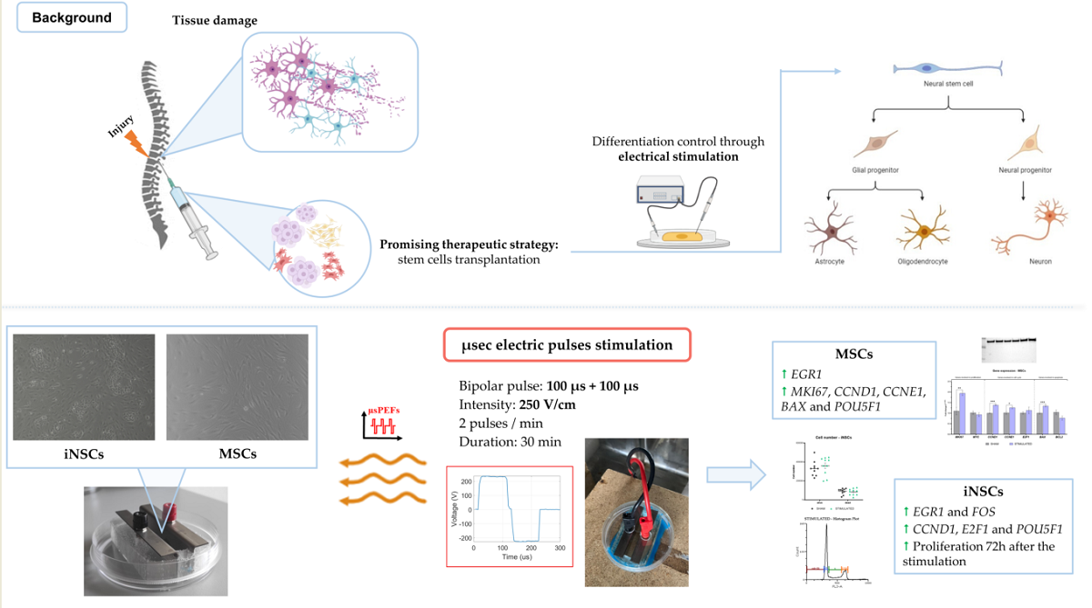 Characterization of Stem Cells Response to Bipolar Microsecond Pulses Electric Stimulation[v1 ...