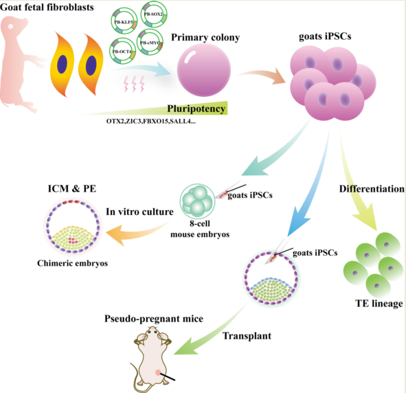 Derivation of Arbas Cashmere Goat Induced Pluripotent Stem Cells in ...