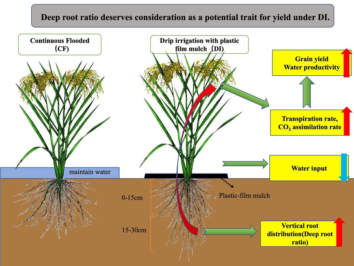 Varietal Differences in the Root Systems of Rice (Oryza sativa L ...