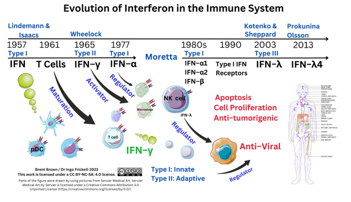 Dr Jekyll and Mr Hyde: From Two Branches of Immune Response to Three ...