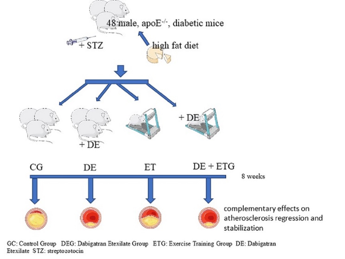 The Additive Effects of Dabigatran Etexilate and Exercise Training on ...