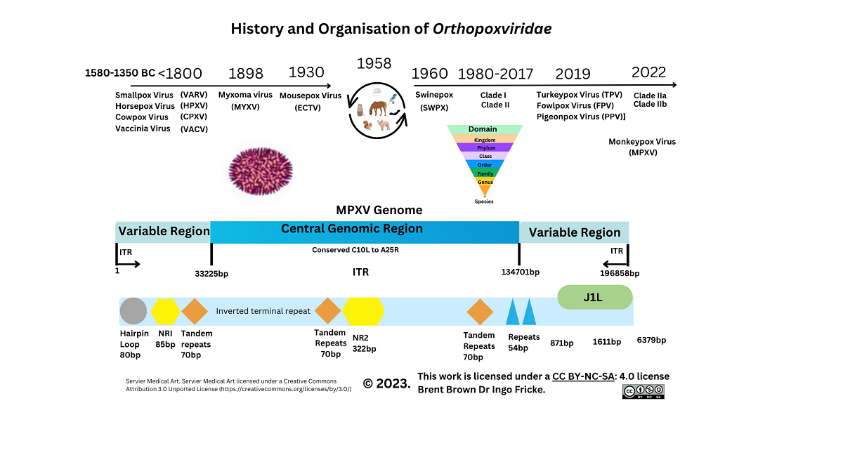 Immunopathogenesis of Orthopoxviridae: Insights into Immunology from ...