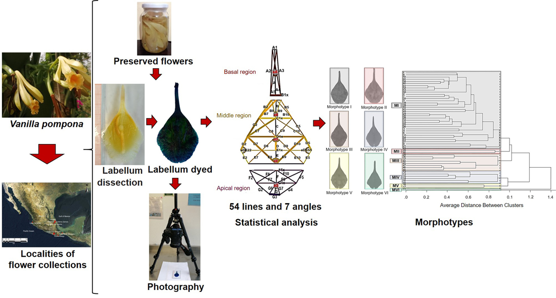Vanilla pompona Schiede: Morphological variation of the labellum in ...