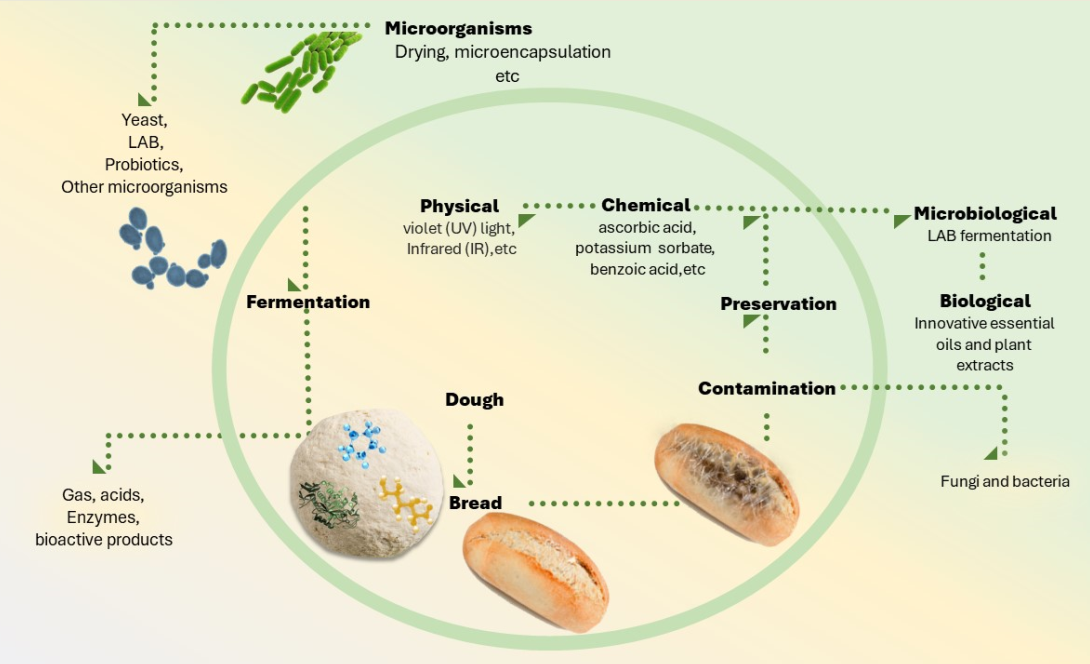 Microorganisms, Drying, and Preservation Processes in the Baking ...