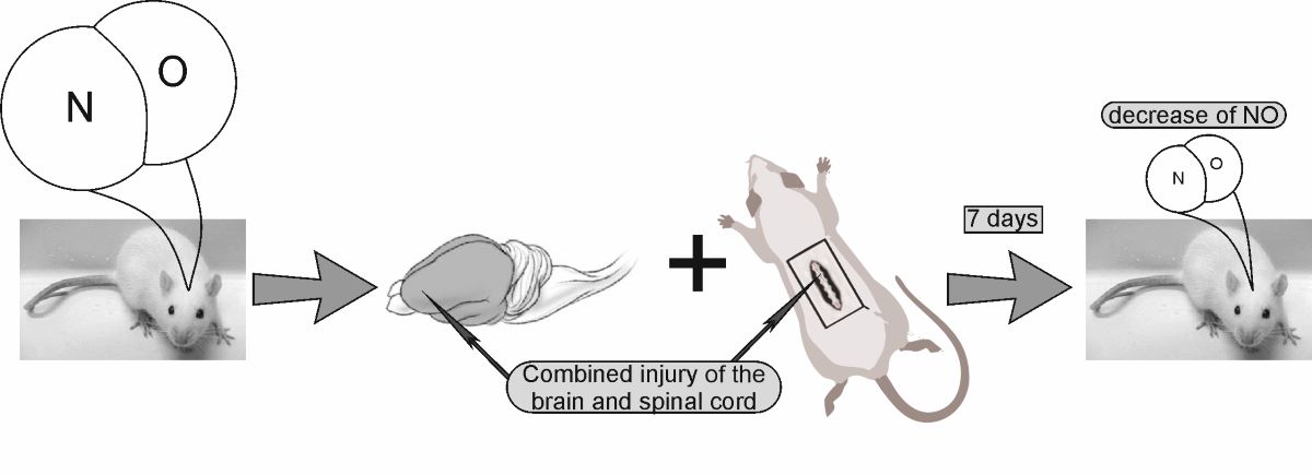 An EPR Spectroscopy Study of NO and Copper Content in Injured and ...