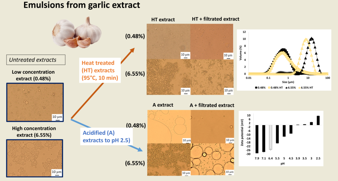 Emulsification Properties of Garlic Aqueous Extract: Effect of Heat ...