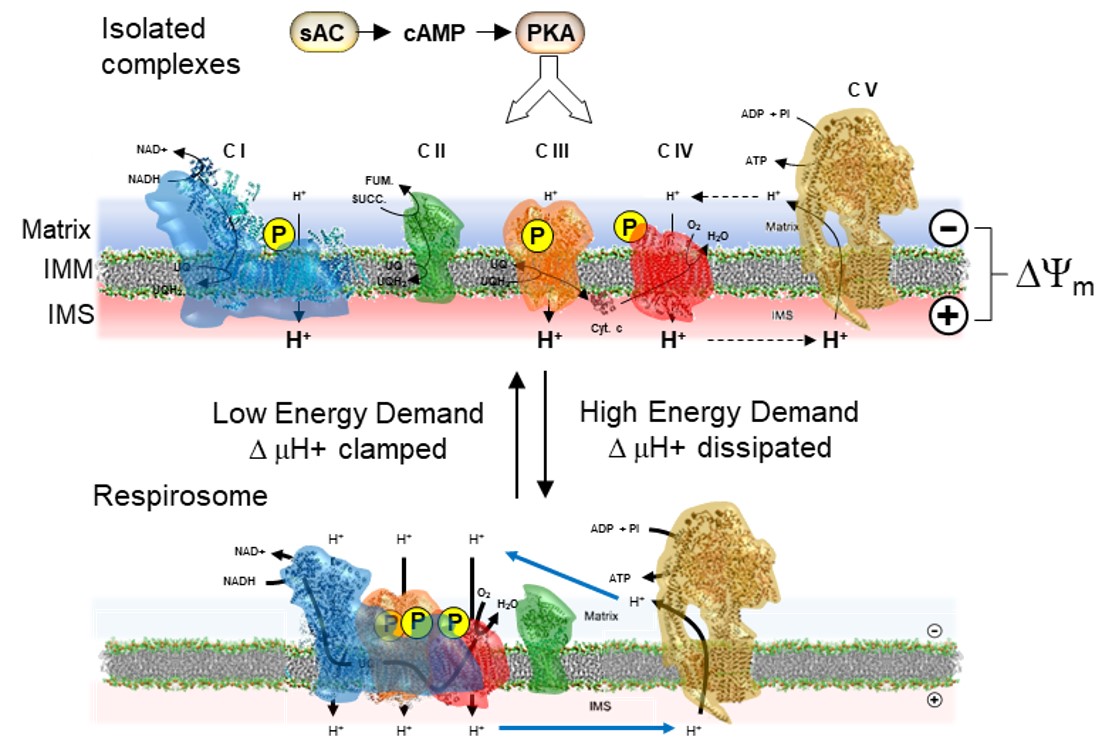 Mitochondrial sAC-cAMP-PKA Axis Modulates the ΔΨm-Dependent Control ...