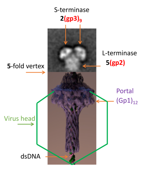 Differential Large and Small Terminase Subunit Assembly Mediate Bacteriophage P22 Genome ...