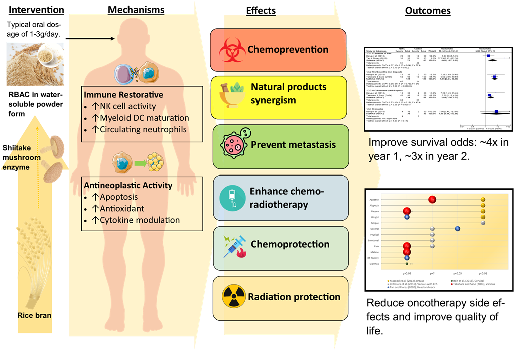 Rice Bran Arabinoxylan Compound as a Natural Product for Cancer ...