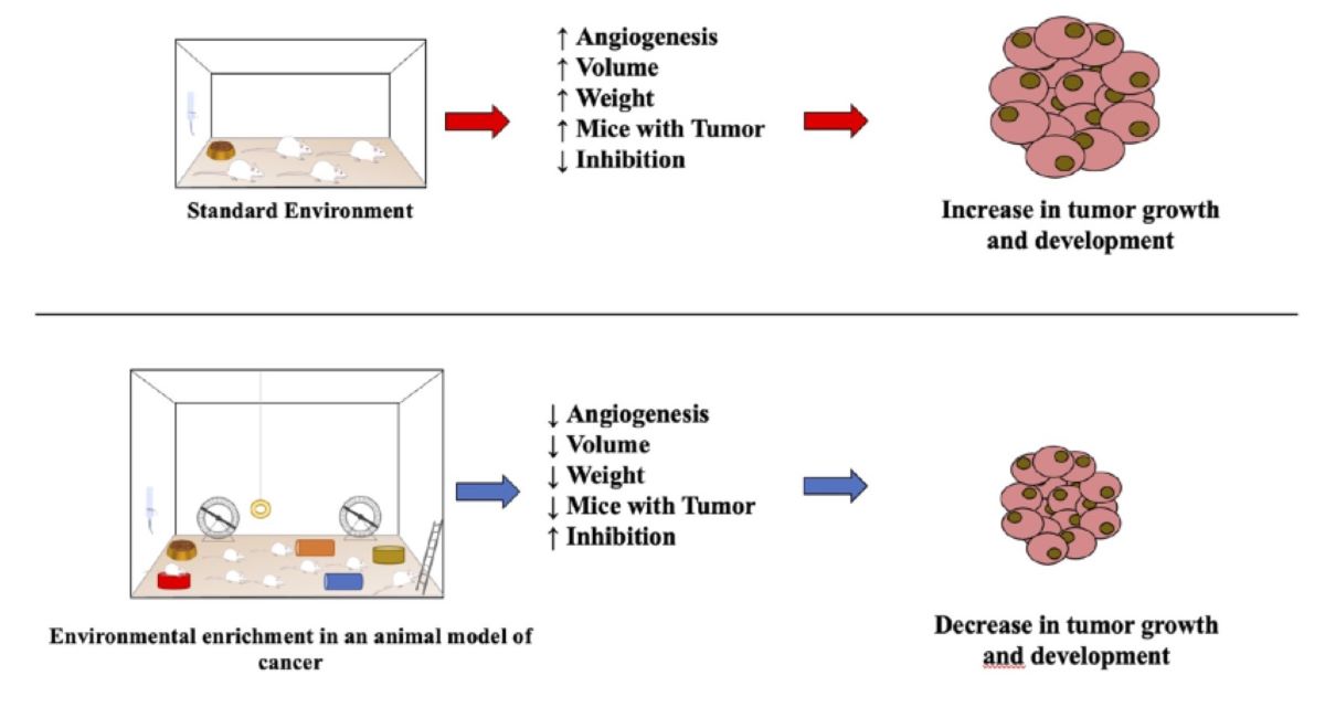 Environmental Enrichment in Cancer: A Possible Tool to Combat Tumor ...