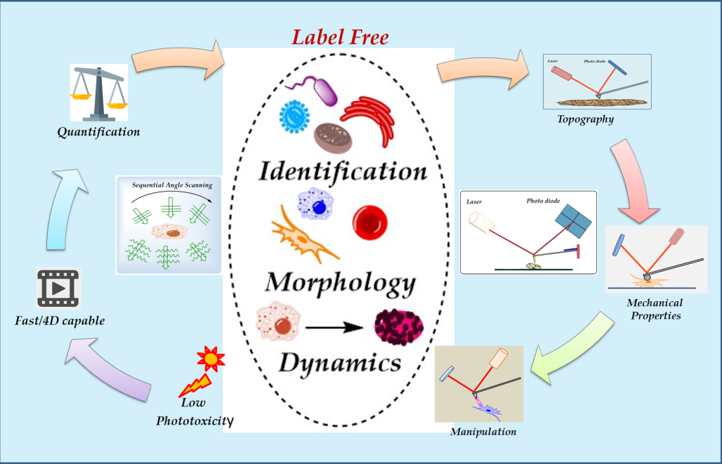 Holotomography and Atomic Force Microscopy: A Powerful Combination to ...